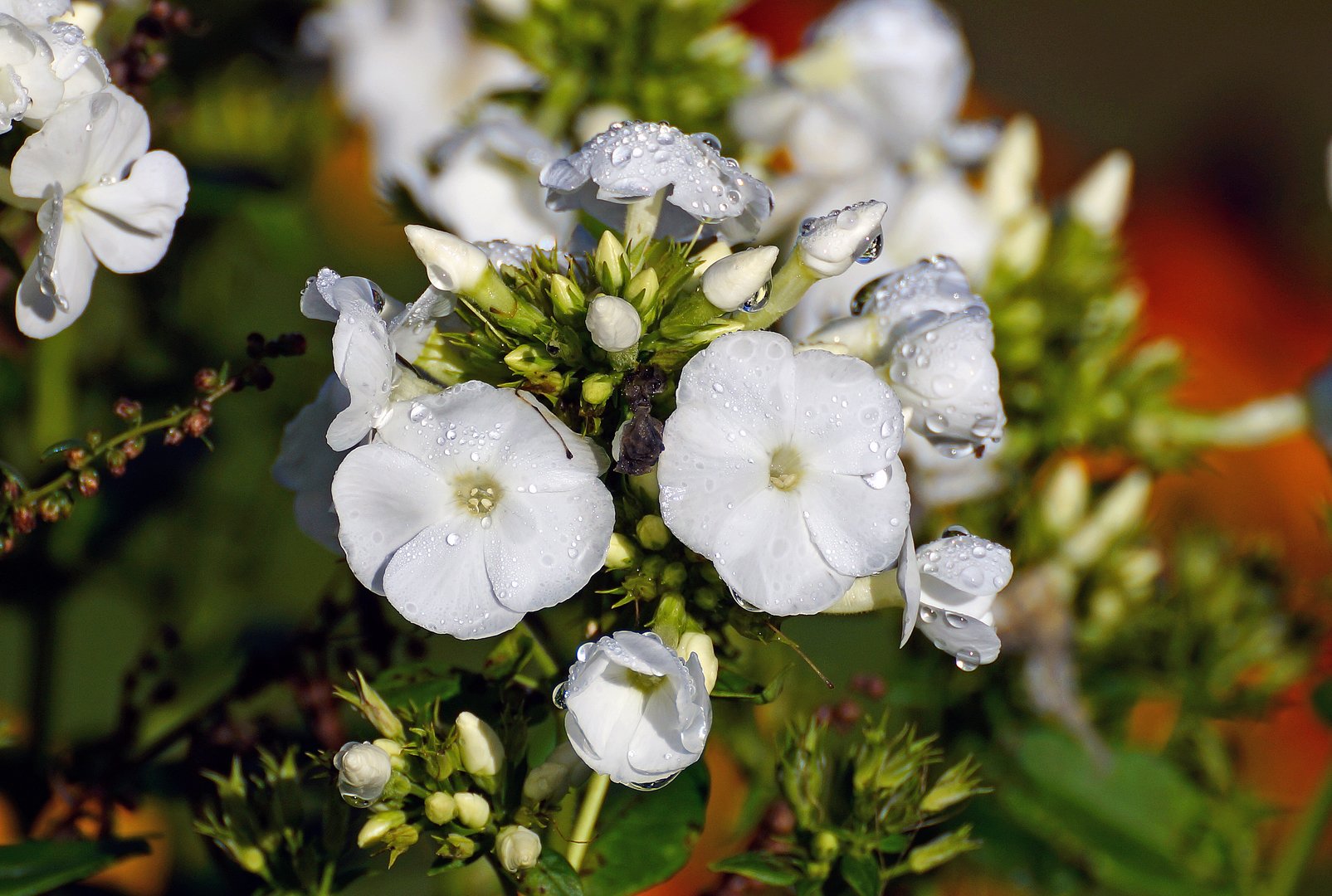 Флокс Зимнее Утро Фото – Telegraph